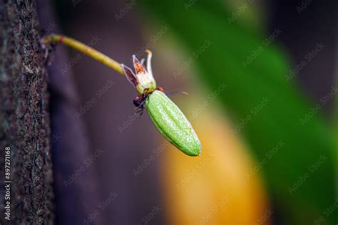 Green Small Cocoa Pods Branch With Young Fruit And Blooming Cocoa Flowers Grow On Trees The