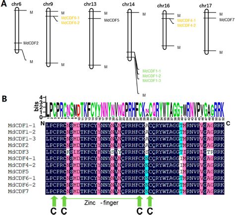 A Chromosomal Location Of Mdcdf Genes And B Multiple Sequence