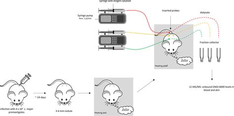 Schematic Of The Experimental Setup Of In Vivo Microdialysis In Mice Download Scientific