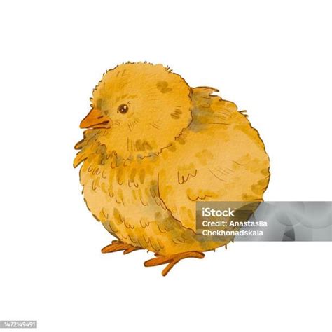 흰색 배경에 격리된 귀여운 둥근 닭 노란 갓 태어난 닭의 수채화 그림 부활절 모티프 푹신한 병아리 엽서 패키지 섬유 메뉴 상품 에코에 적합합니다 0명에 대한 스톡 벡터 아트