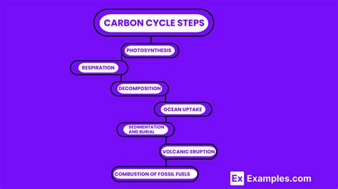Carbon Cycle Definition Steps Importance Key Points
