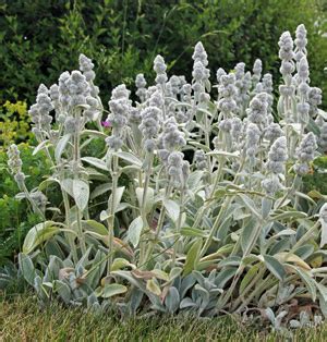 Lambs Ear Stachys Byzantina ‘cotton Boll Wisconsin Horticulture