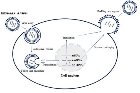 figure 3 from developments in negative strand rna virus reverse genetics semantic scholar