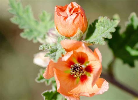 Desert Or Globe Mallow Homegrown National Park