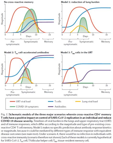 T Cell Cross Reactivity And The Herd Immunity Threshold Nicholas Lewis