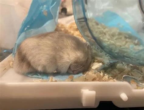 家里有小宝宝可以养仓鼠吗 宠物网问答