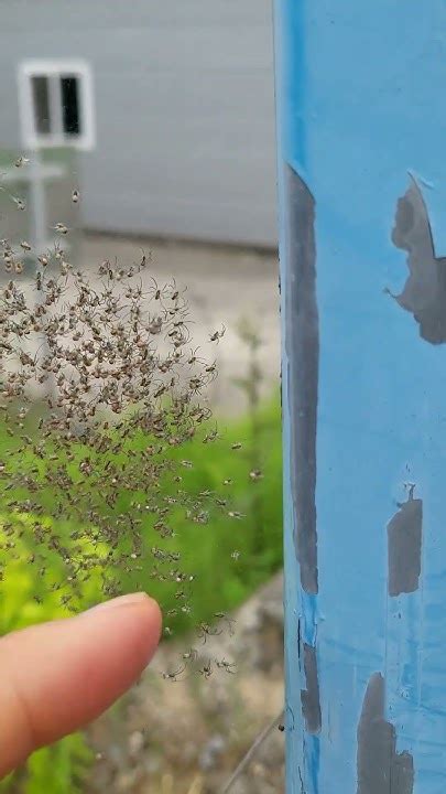 거미줄에 거미새끼 Youtube