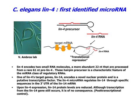 ppt micrornas small non coding rnas with big impact in biology
