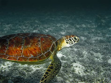 Demonstration Rotate All Kinds Of Elements Clock Or Counterclockwise With Jquery Aperture