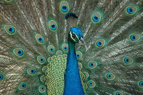 10 Free Peacock Crest And Crest Images Pixabay