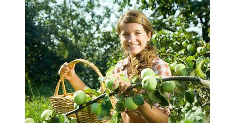 Опазете реколтата от късно кафяво гниене Български Фермер