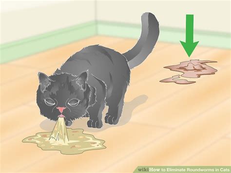 How To Eliminate Roundworms In Cats 12 Steps With Pictures