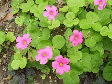 紫片喰むらさきかたばみ Gunzy さんち家の花畑