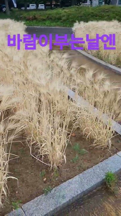 김호중 바람이부는날엔 잘 익은 보리 노래 싫으시면 소리 죽이고 보리만 봐 주세요 감사합니다 Youtube