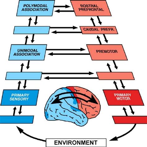 Diagram Of The Distribution Of Cognitive Representations Cognits On Download Scientific