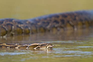 The Difference Between Anacondas And Pythons