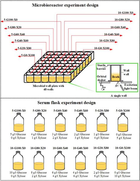 Experimental Design Of Fermentations Performed In Microbioreactors With Download Scientific