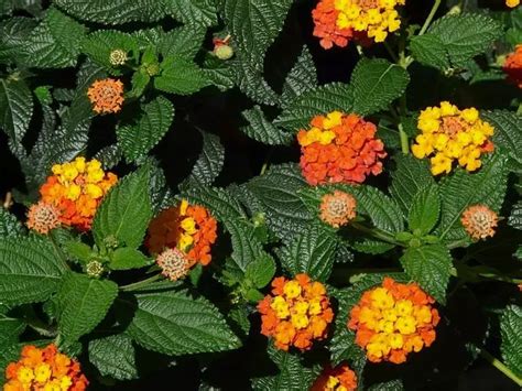How To Propagate Lantana Guide The Garden Style