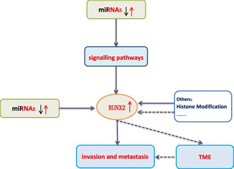 Research Progress Of Runx2 In Malignant Tumors Cmar