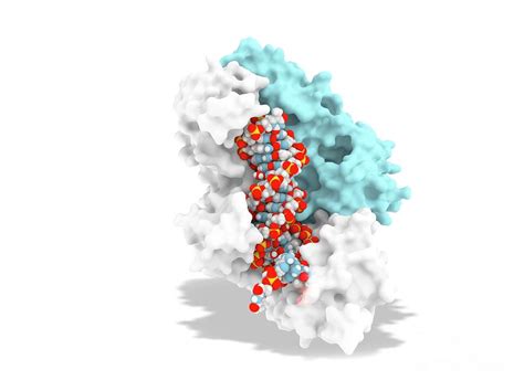 Hiv 1 Reverse Transcriptase And Drug Delivery Photograph By Ramon Andrade 3dciencia Science