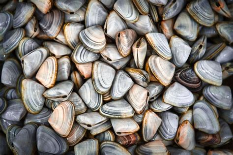 Premium Photo Top View Of Fresh Pipi Shells In The Fish Market