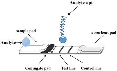 Lateral Flow Immunoassay Technology For Food Safety Detection Encyclopedia Mdpi
