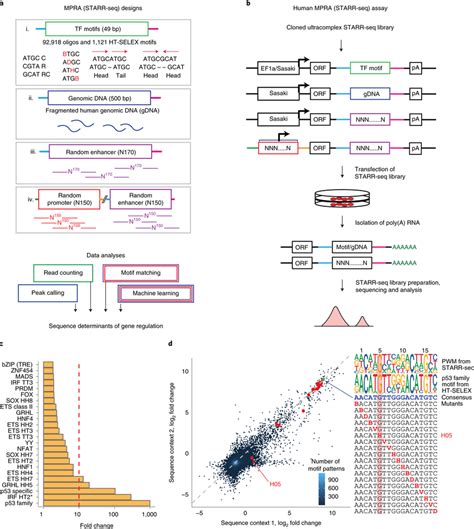 Few TFs Display Strong Transcriptional Activity In Cells A Schematic