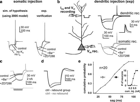 Postinhibitory Rebound Spiking In Ca1 Pyramidal Neurons Hypothesis And Download Scientific