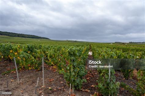 비오는 날 프랑스 샴페인 지역 인 에페르네이 근처의 녹색 웅크린 크루 포도원이있는 풍경 코트 데 블랑의 백악토 토양에 흰색 샤도 네 와인 포도의 재배 0명에 대한 스톡 사진
