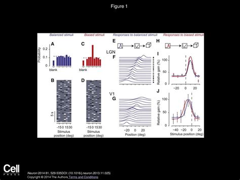 cascaded effects of spatial adaptation in the early visual system ppt