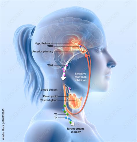 Thyroid Gland Function D Illustration Diagram Stock Illustration Adobe Stock