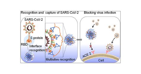 A Poly Aptamer Encoded Dna Nanocatcher Informs Efficient Virus Trapping