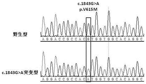 Mtb Mycobacterium Tuberculosis Rpob Mutant Gene And Application Thereof Eureka Patsnap