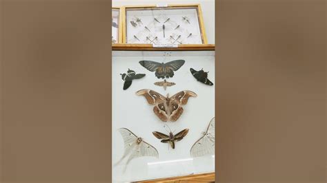 நிஜ பட்டாம் பூச்சி பதபடுத்தப் படடது Youtube