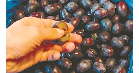 Как да направим вкусни плодови ракии Български Фермер