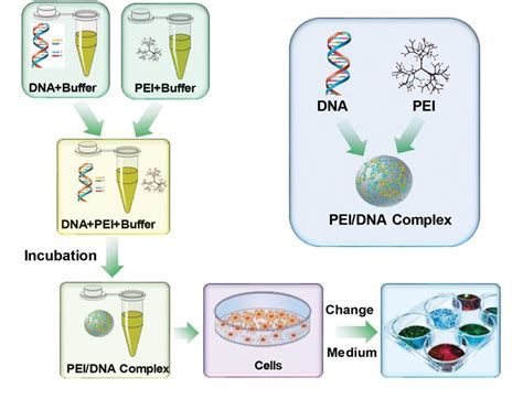 Figure 2 From Optimized PEI Based Transfection Method For Transient