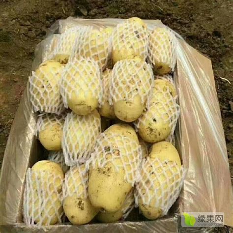 山东省肥城市大棚新土豆以上市 土豆价格行情 蔬菜商情网