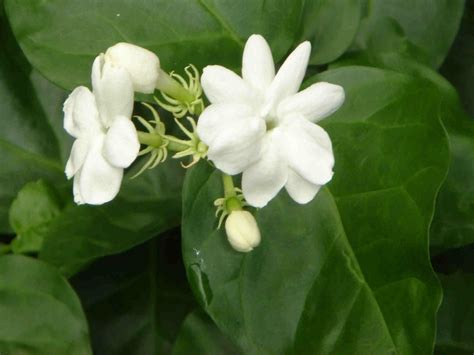 Grade I Alamat Ng Sampaguita