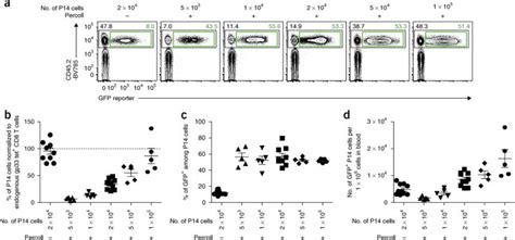 Optimized Retroviral Transduction Of Mouse T Cells For In Vivo