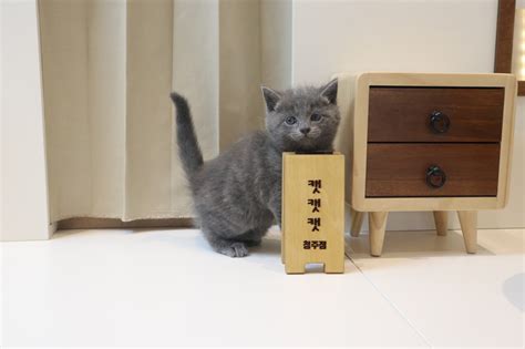 러시안블루구름