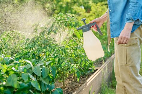 Този разтвор защитава доматите от корените до листата