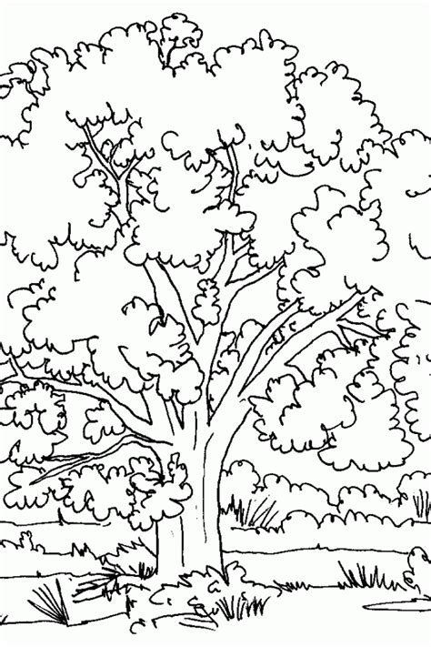 Coloring Book Tree Coloring Pages