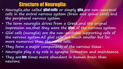 Classification Function And Location Fo Neuroglia Cells PPT Brain And Nervous System