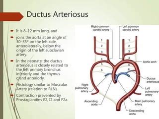 Fetal Circulation Pptx
