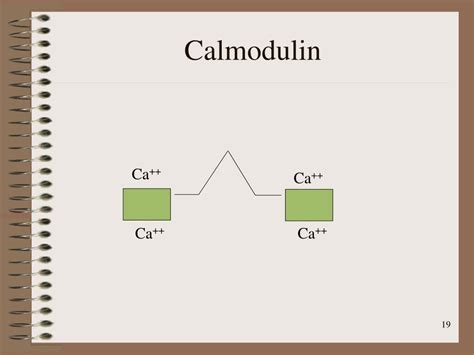 Ppt Second Messengers And Signal Transduction Powerpoint Presentation Id 296684