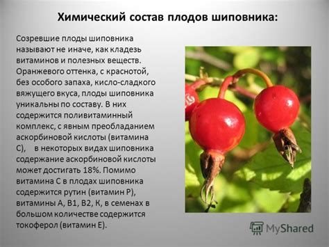 Шиповник — полезные свойства и противопоказания для женщин и мужчин