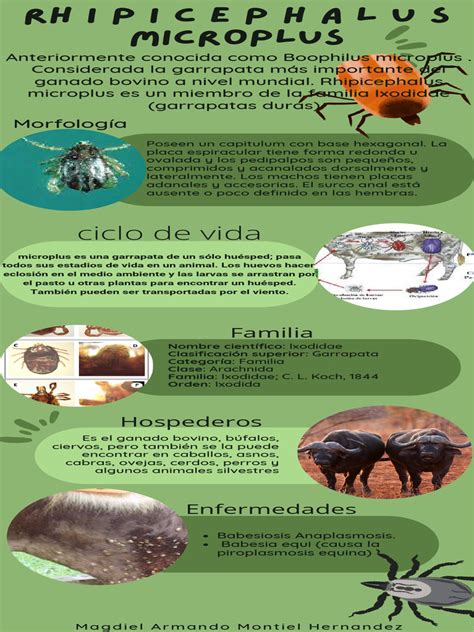 Rhipicephalus Microplus Pdf