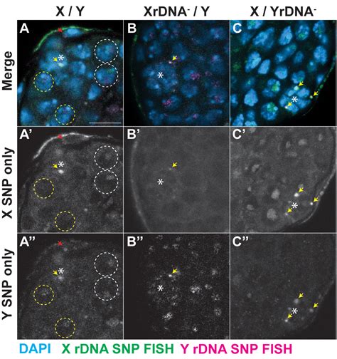 Single Nucleotide Polymorphism Sensitive Fish Detection Of Locus