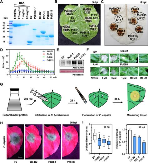 Recombinant Protein Poeli8 Activates Plant Immune Responses In N
