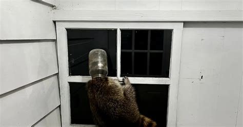 앞이 안 보여요 플라스틱 병을 머리에 끼운채로 방황한 너구리 해피라이프